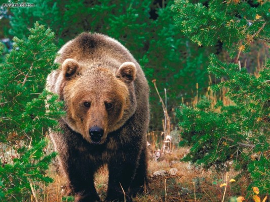 Wild Animal In The Forest - 1280x960 Wallpaper - teahub.io