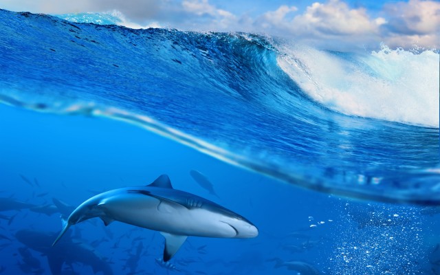 3d Wave Shark - 3840x2400 Wallpaper - teahub.io