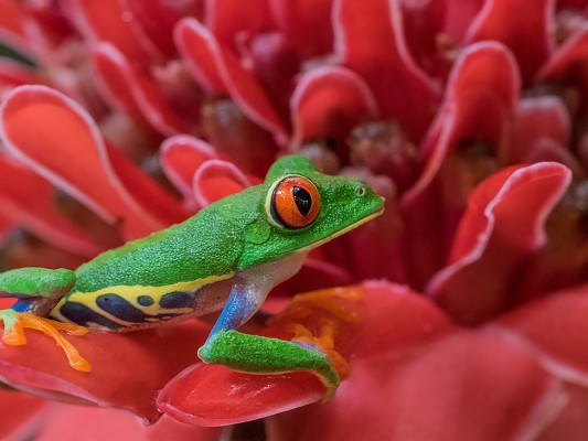 Red-eyed Tree Frog - 1920x1080 Wallpaper - teahub.io