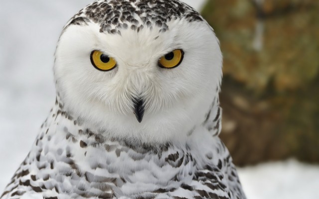 Snowy Owl Facebook Cover - 1680x1050 Wallpaper - teahub.io