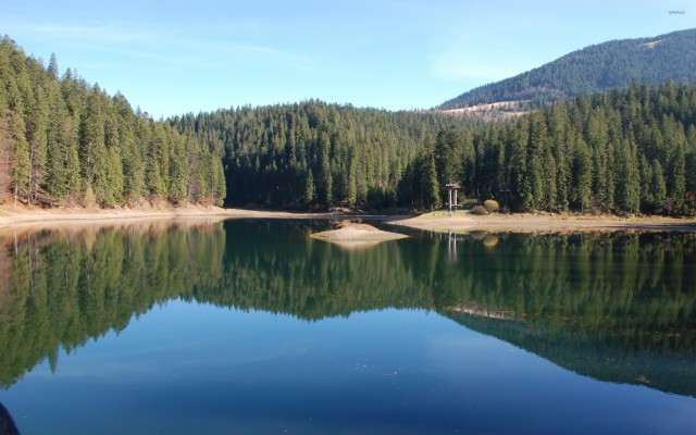 Deep Pine Forest Wallpaper - Pine Forest - 1920x1080 Wallpaper - teahub.io
