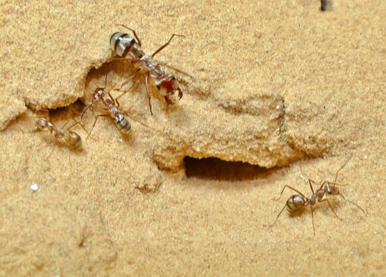 Saharan Silver Ants - Worlds Fastest Ant - 2500x1795 Wallpaper - teahub.io