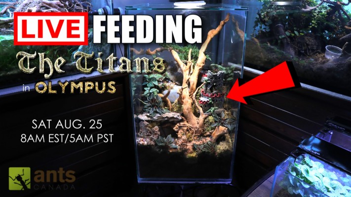 Antscanada Titan - 1920x1080 Wallpaper - teahub.io