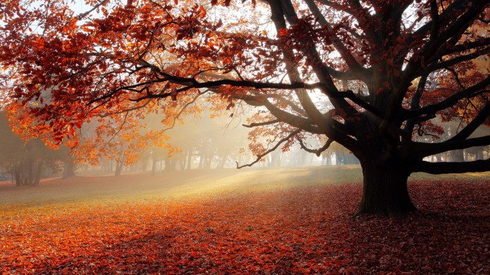 Autumn Tree Fog - 3840x2160 Wallpaper - teahub.io