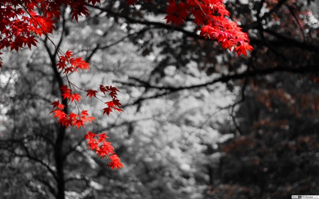 Beautiful December Wallpaper Hd - 2560x1600 Wallpaper - teahub.io