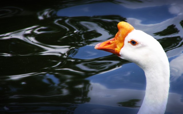 Duck Wallpaper - Animals With Bump On Head - 1680x1050 Wallpaper ...