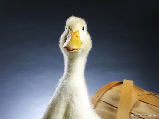Duck Wallpaper - Animals With Bump On Head - 1680x1050 Wallpaper ...