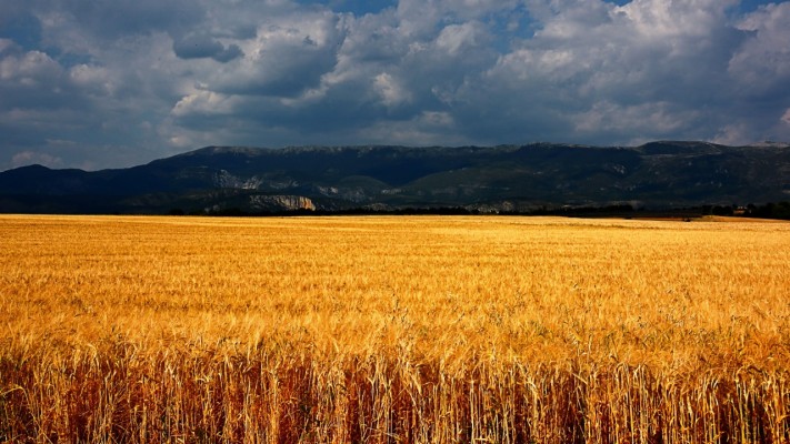 Crop Field Hd Wallpaper Vertical - 1280x720 Wallpaper - teahub.io