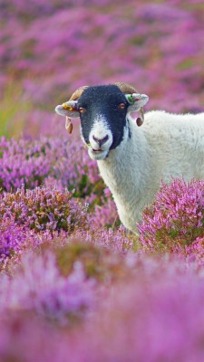 Wallpaper Sheep, Grass, Flowers, Lilac - Sheeps In Lavender Fields ...