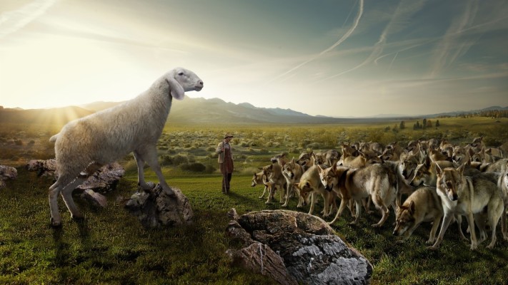 Flock Of Sheep Shepherd - 1920x1080 Wallpaper - teahub.io