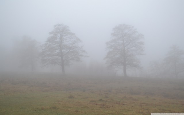 Mist - 2560x1440 Wallpaper - teahub.io