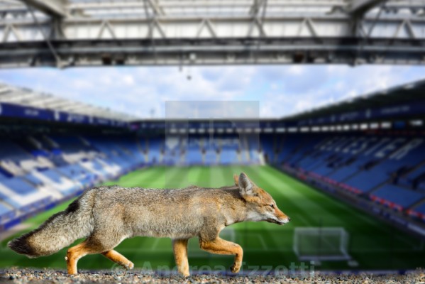 Real Fox Leicester City Football Club Wallpaper - Leicester City Fox ...