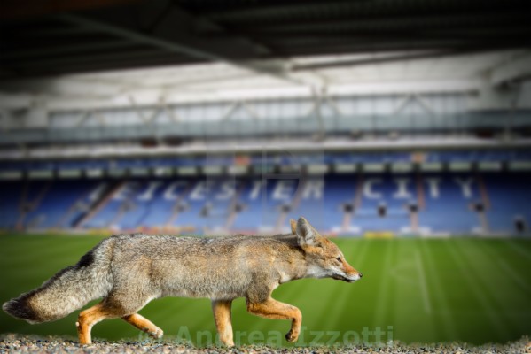 Real Fox Leicester City Football Club Wallpaper - Leicester City Fox ...