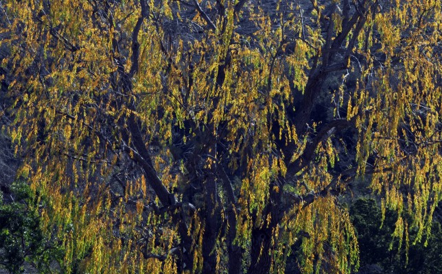 Background Wallpaper Tree Free Photo - Grove - 1920x1192 Wallpaper ...