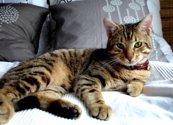 Gato Tumbado - Tabby Cats - 1200x867 Wallpaper - teahub.io