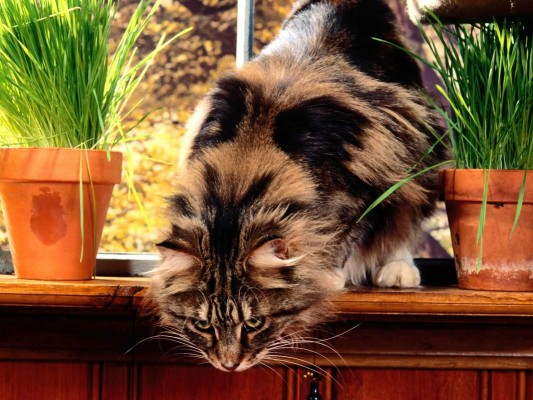 Squitten - 1024x768 Wallpaper - teahub.io