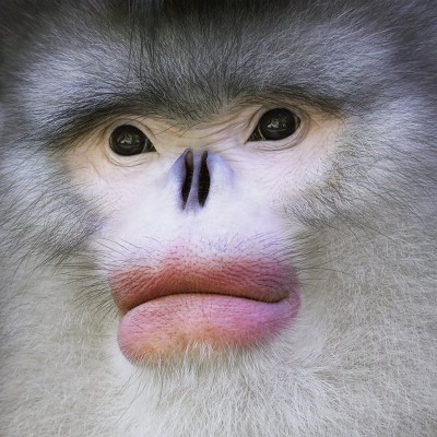 Animales En Peligro De Extinción - Extinct Monkeys - 800x800 Wallpaper ...