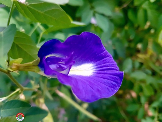 Natural Single Flowers - 1024x768 Wallpaper - teahub.io