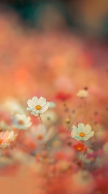 Bunga Portrait - 750x1334 Wallpaper - teahub.io