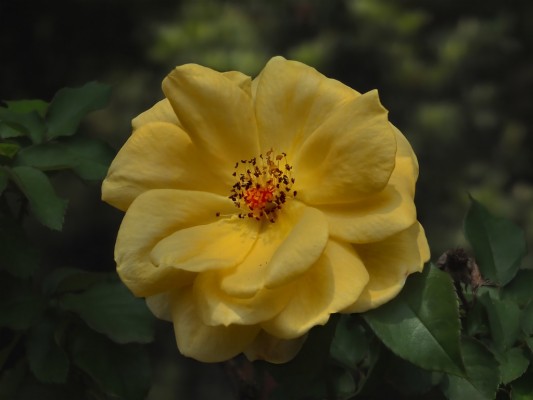 Austrian Briar - 4032x3024 Wallpaper - teahub.io