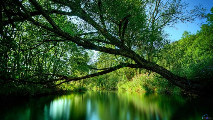 Background Trees Wallpaper - 1280 X 800 Free - 1920x1080 Wallpaper ...