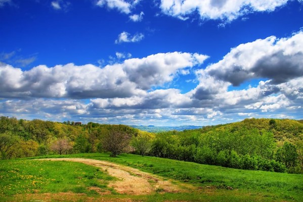 Green Tree Windows 7 Scenery Wallpaper - Moss Tree - 1280x800 Wallpaper ...