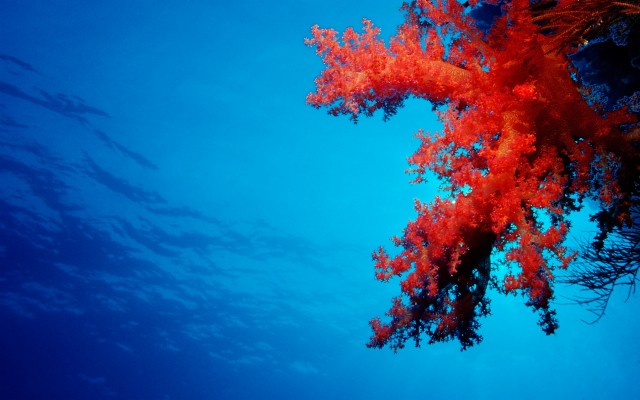Coral Wallpaper - Lock Screen Wallpapers Windows 8 - 1920x1200 ...