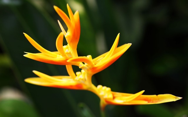 Interesting Flower With Shape - 1920x1200 Wallpaper - teahub.io