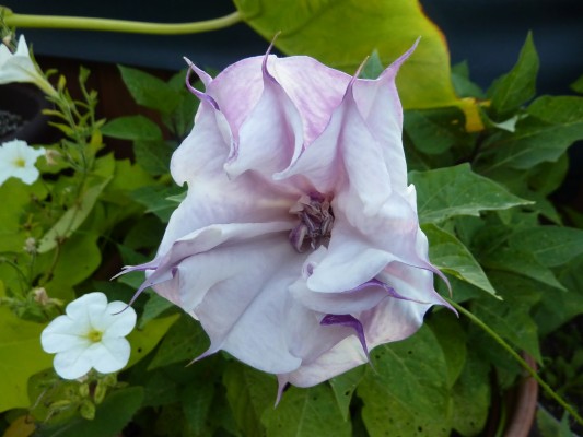 Impatiens - 1024x768 Wallpaper - teahub.io