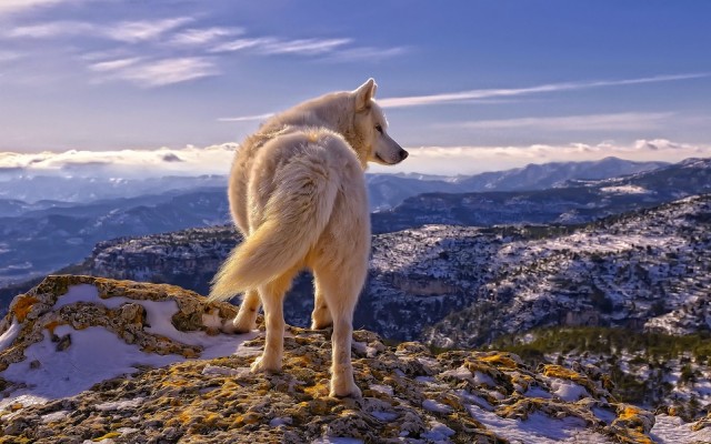 Free Wolf Wallpapers For Desktop - Wolf On Top Of Mountain - 1600x1000 ...