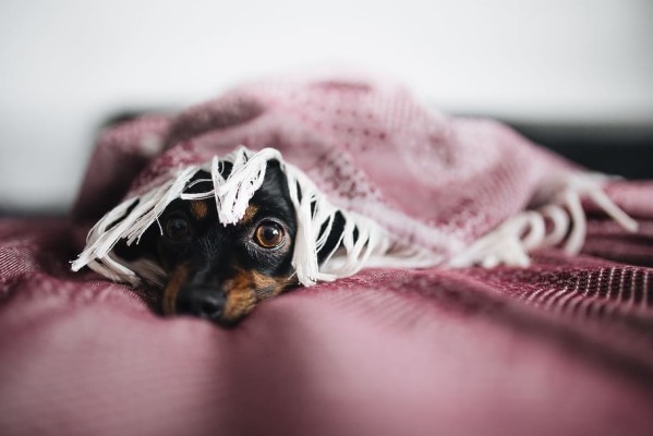 Real Life Courage, The Cowardly Dog, Pet, Puppy, Sweet, - Real Courage ...