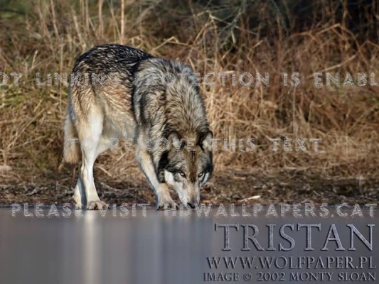 Tristan Sniffing The Ice Wolf Pups Wolves - Wolves Sniffing - 800x600 ...