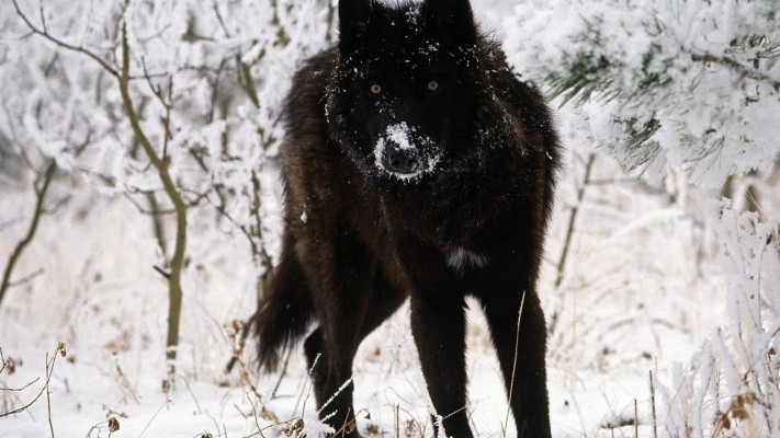 Facebook Cover Photo Wolf - 1280x720 Wallpaper - teahub.io