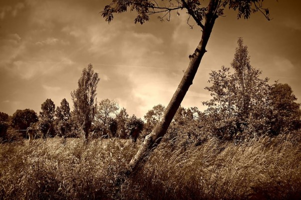 Lonely Tree, Field, Grass, Landscape, Scenic, Sepia, - 910x605 ...