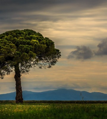 Umbrella Pine Tree Italy - 1080x1200 Wallpaper - teahub.io