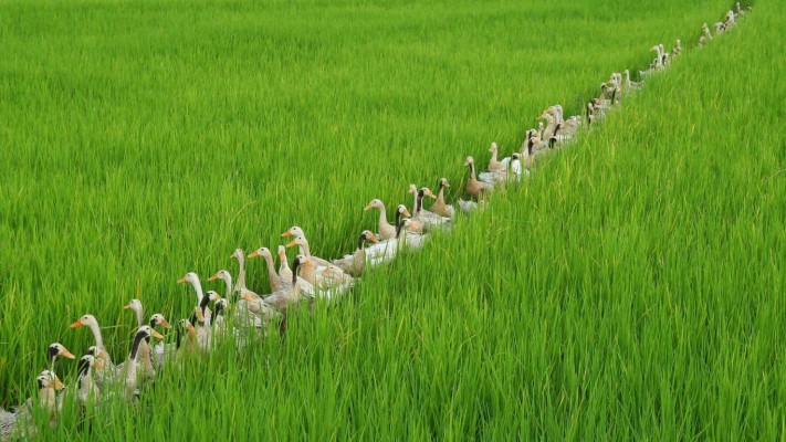 Indonesia Rice Field Birds - 1366x768 Wallpaper - teahub.io