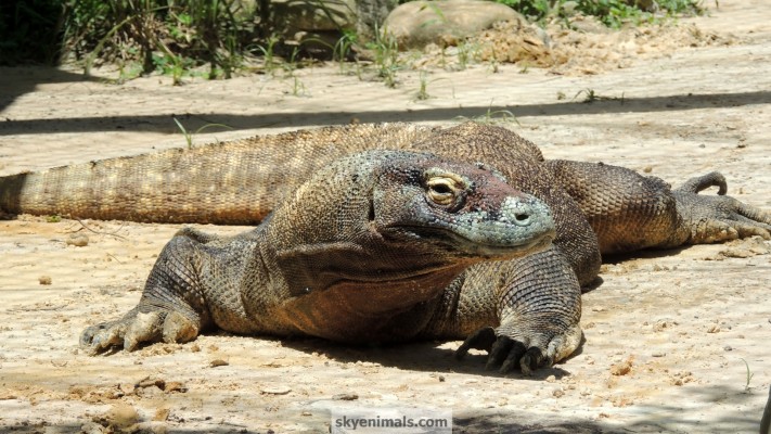 Green Komodo Dragon - 1600x900 Wallpaper - teahub.io