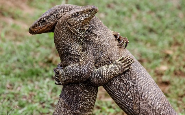 Cute Baby Komodo Dragons - 1000x562 Wallpaper - teahub.io