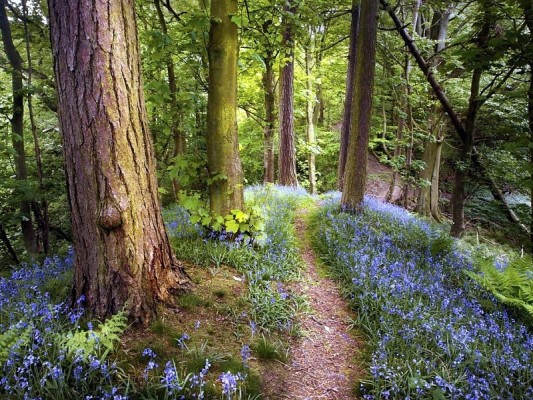 Fantasy Forest Wallpaper - Forest Of Marston Vale - 800x600 Wallpaper ...