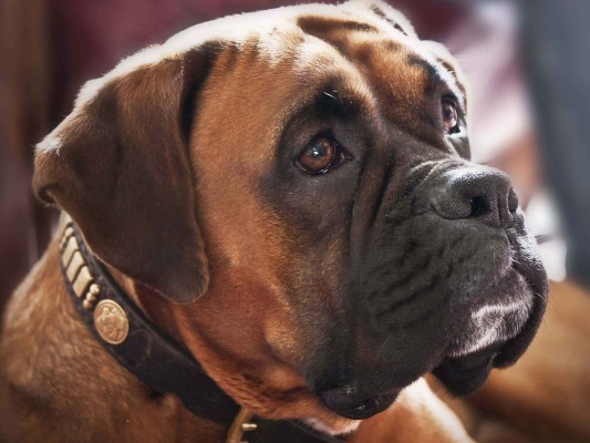 Boxer Dog Head Hd Wallpaper - Boxer - 1600x1200 Wallpaper - teahub.io