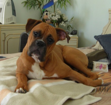 Boxer On The Bed Wallpaper - Good Morning Boxer Dog - 2047x1947 ...