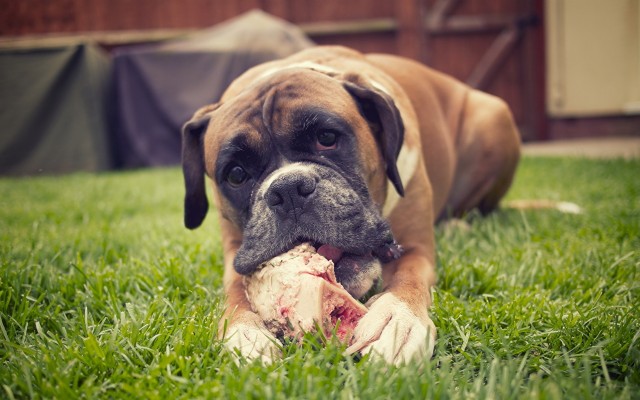 Boxer Dog Eating A Bone - 1280x800 Wallpaper - teahub.io