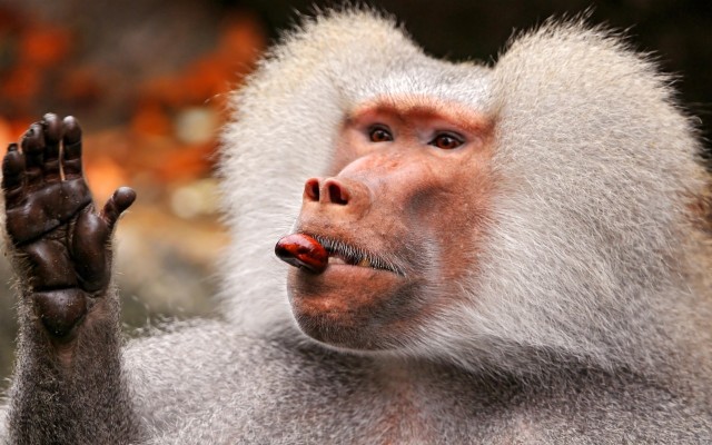 Baboon Animal Wallpaper - Baboon Wall Paper - 1280x800 Wallpaper ...