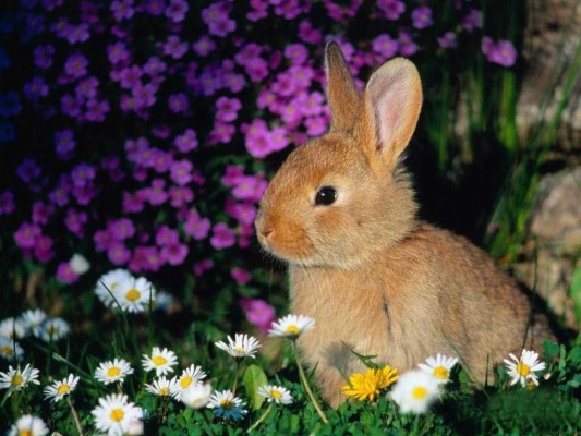 Live Rabbit Wallpaper - 1024x768 Wallpaper - teahub.io