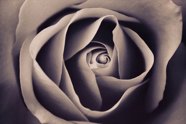 Grey Rose Painting With Text Overlay, Mourning, Death, - 910x1287 ...