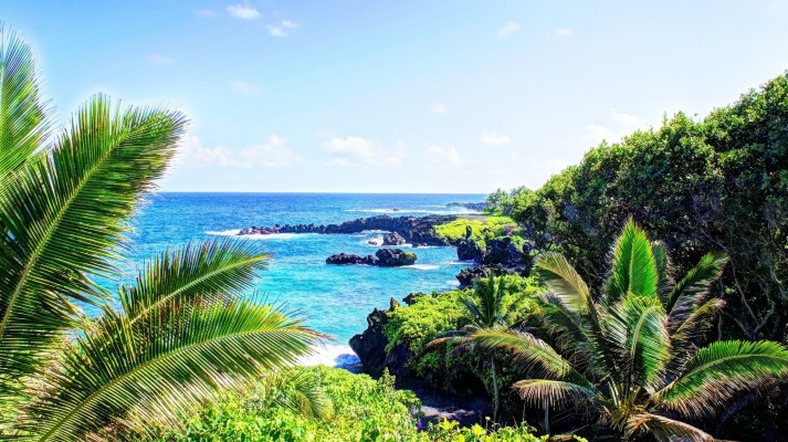 Hawaii Background Forest - 4591x2575 Wallpaper - teahub.io