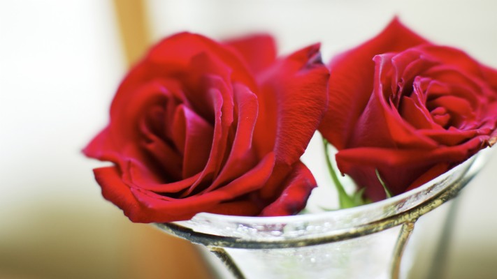 Two Red Roses Hd - 1920x1080 Wallpaper - teahub.io