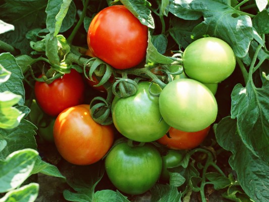 High Resolution Tomatoes On A Vine - 1920x1080 Wallpaper - teahub.io