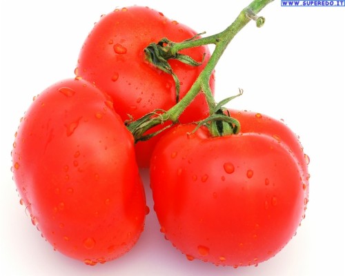 High Resolution Tomato Background - 1600x1024 Wallpaper - teahub.io