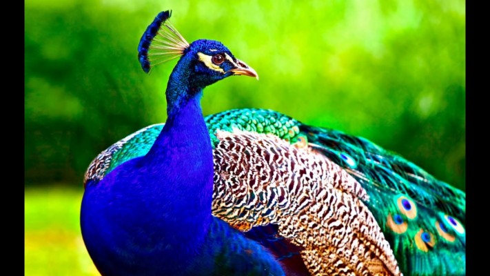 Download Beautiful Photo Indigenous People - Teahub.io